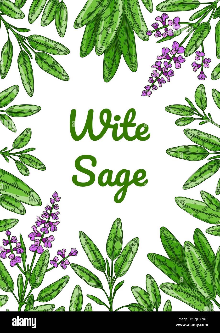 Colorful sage design with green leaves and flowers. Vector illustration ...