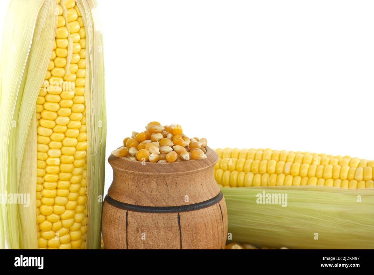 Wooden barrel with corn kernels grains near fresh maize or corn on the ...
