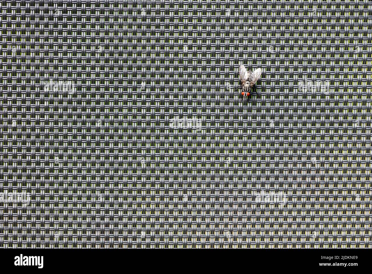 Fly with bright red eyes isolated on black raster background Stock ...