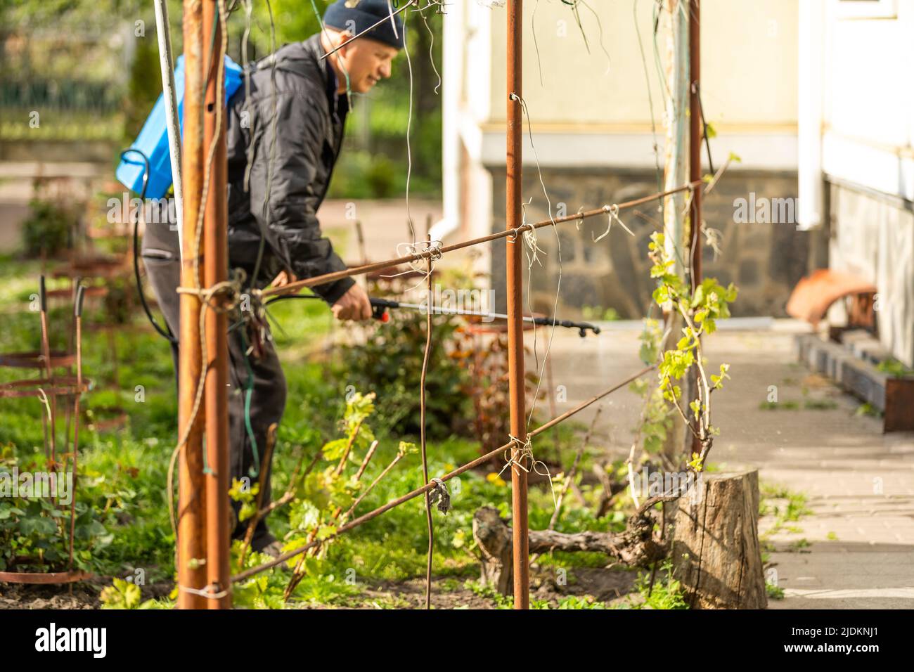 Farmer spraying vegetable green plants in the garden with herbicides ...