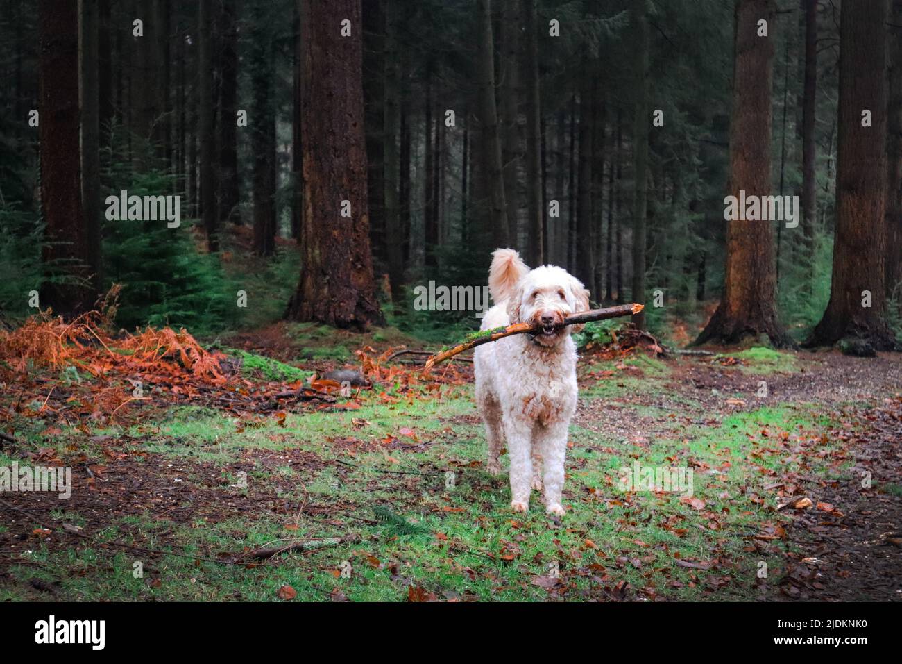 Labradoodle in new forest hi-res stock photography and images - Alamy
