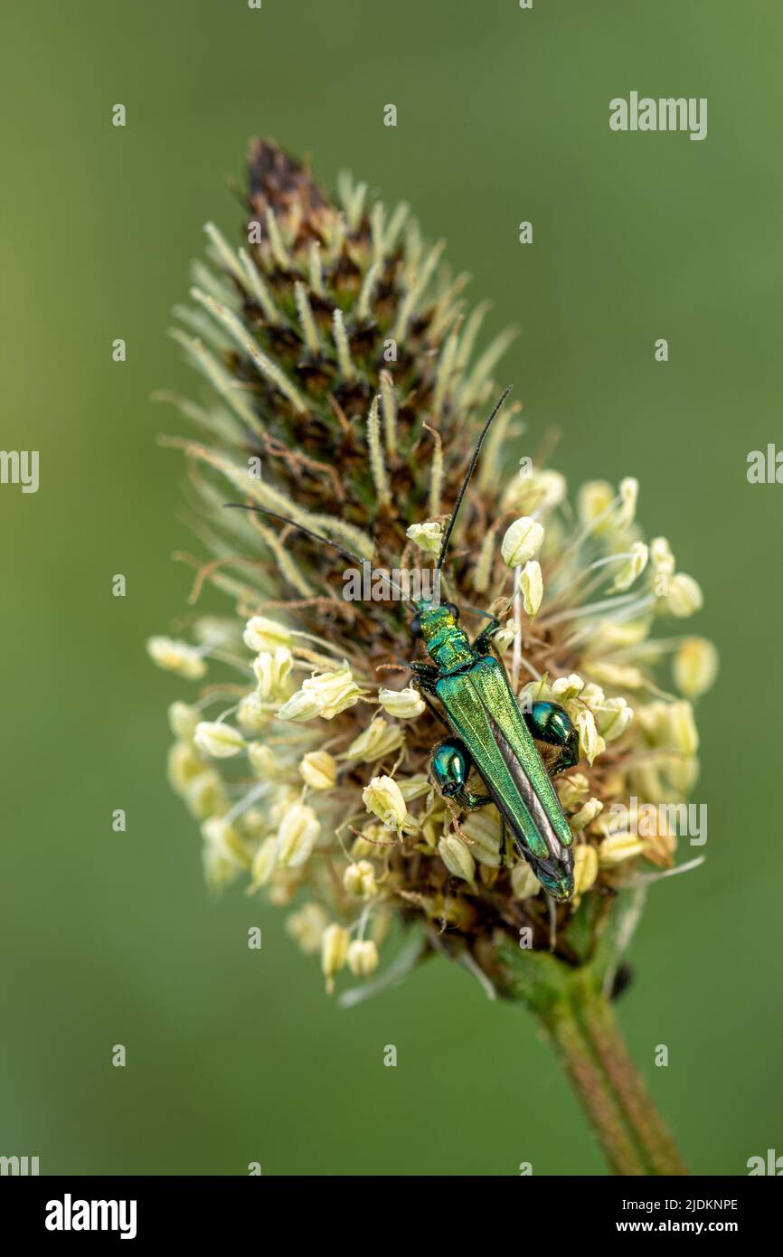 Oedemera species hi-res stock photography and images - Alamy