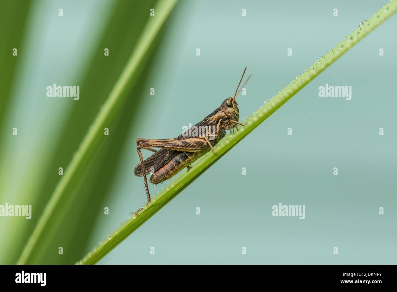 Grasshopper - close up image Stock Photo - Alamy