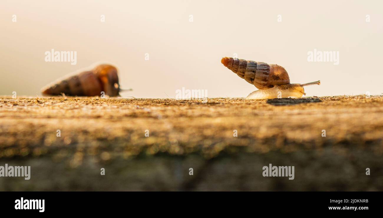 Cone snail hi-res stock photography and images - Alamy