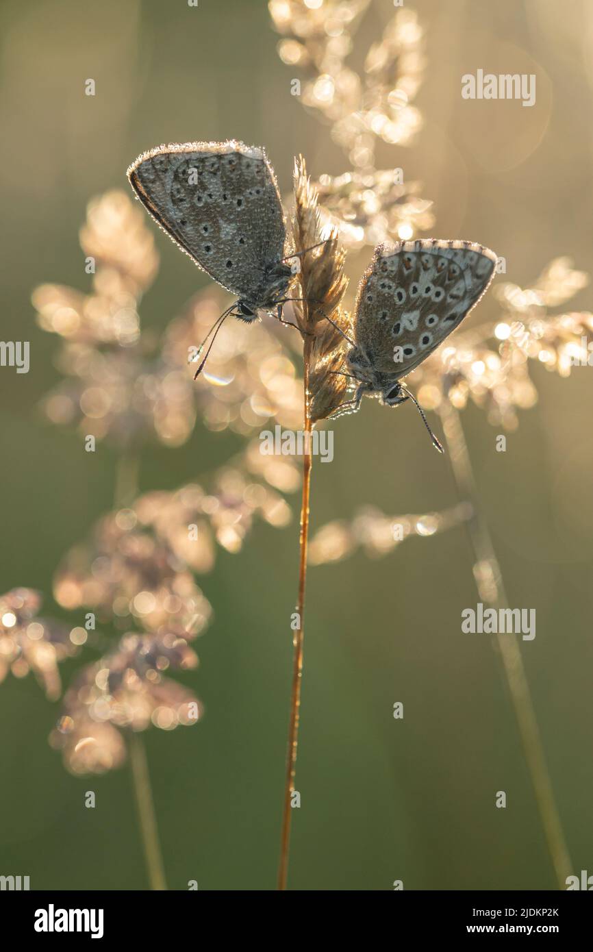 Chalk hill blue butterfly hi-res stock photography and images - Alamy