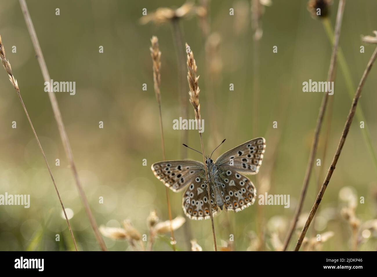 Chalk hill blue butterfly hi-res stock photography and images - Alamy