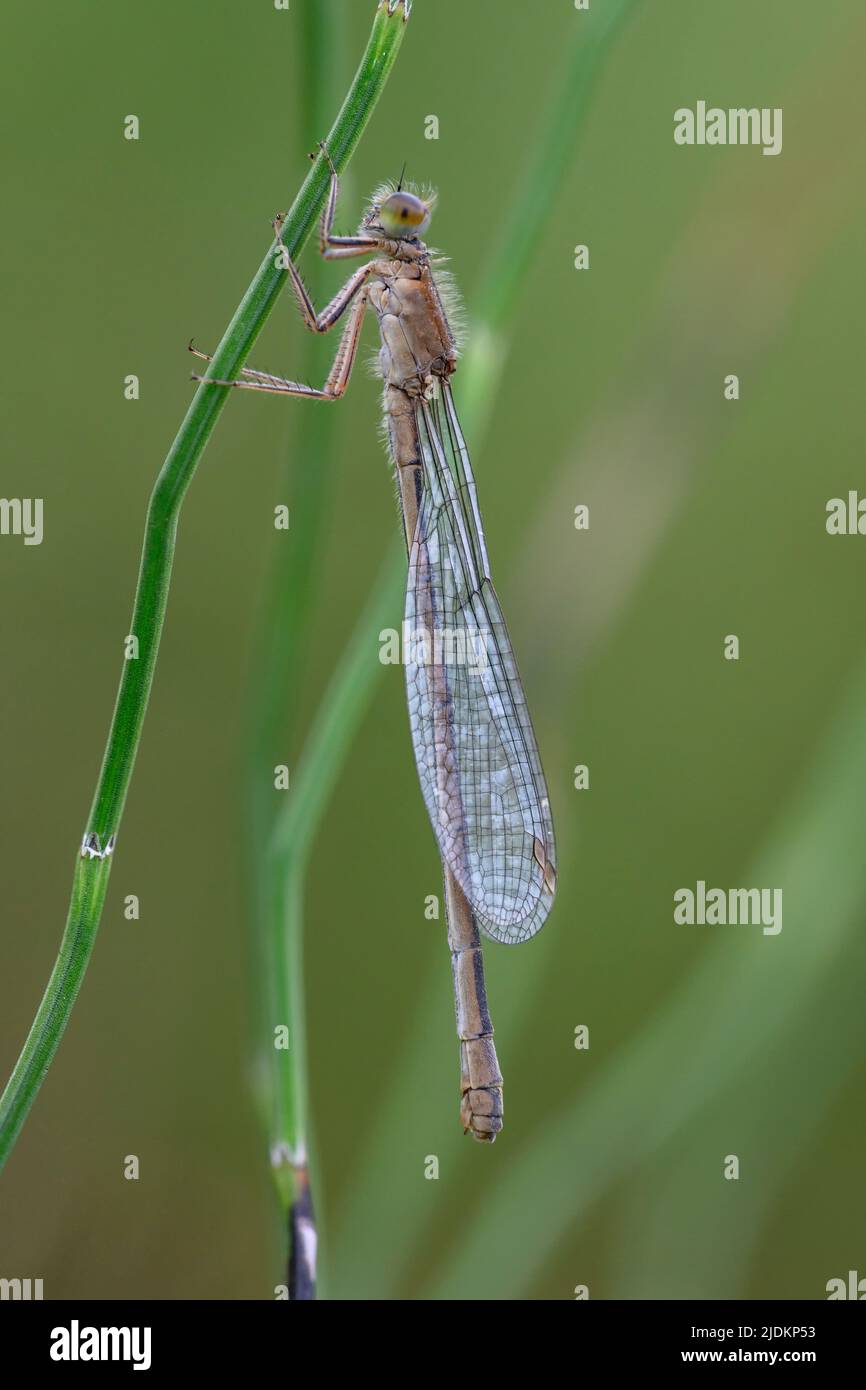 Insect 6 legs hi-res stock photography and images - Alamy