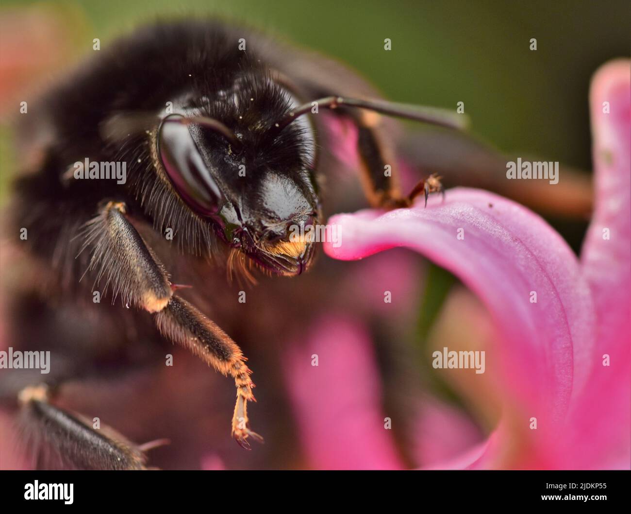 Bee resting on a petal Stock Photo - Alamy