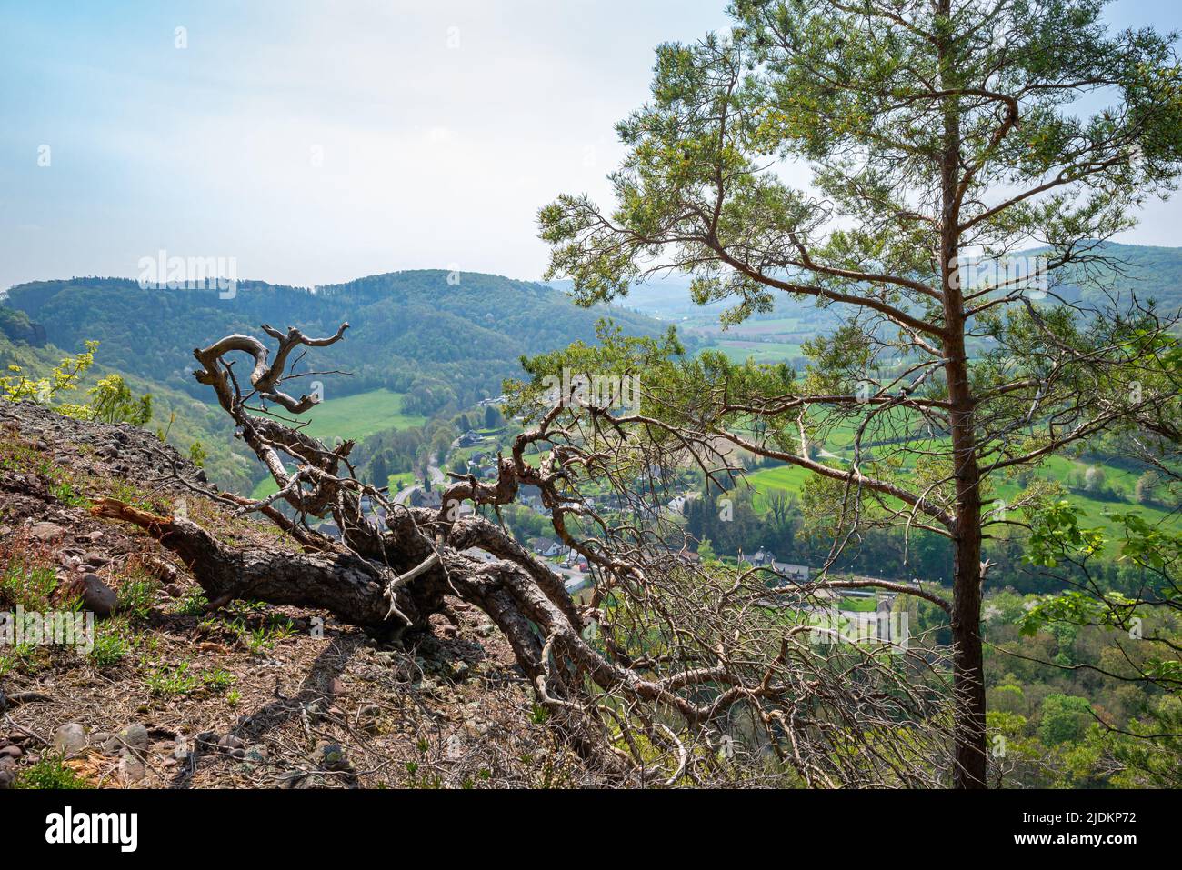 Dramatic view of a dead tree branch and lone pine tree in Eifel ...