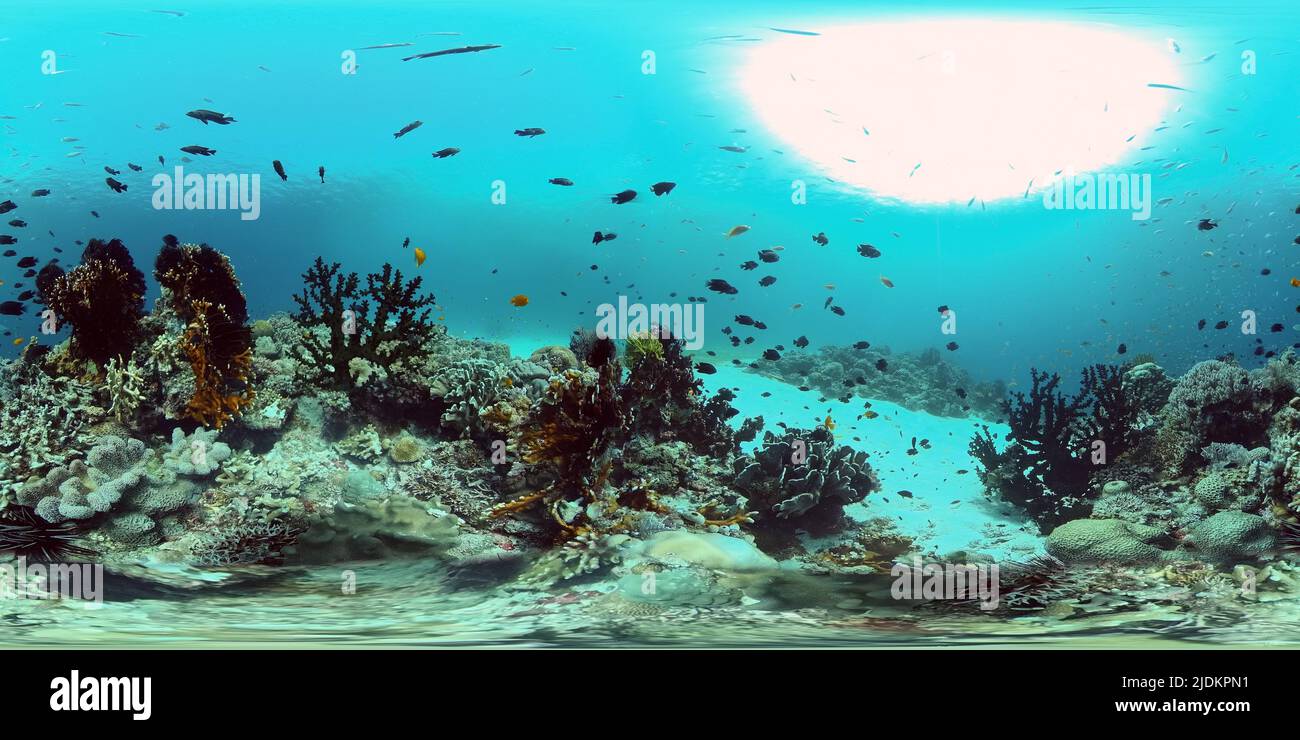 Beautiful underwater landscape with tropical fish and corals ...