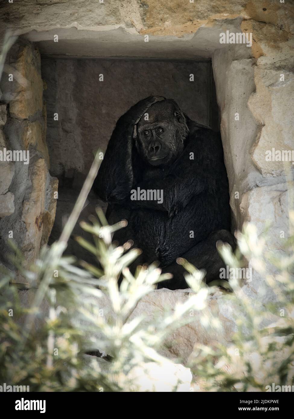 Gorilla, Silver back. The herbivorous big ape is impressive and strong ...