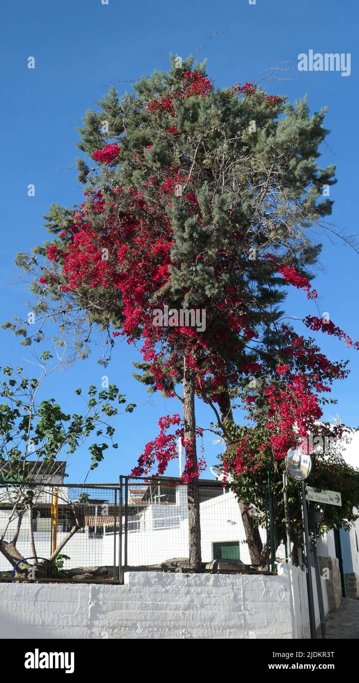 Bougainvillea flowers growing through pine tree in a Mediterranean ...
