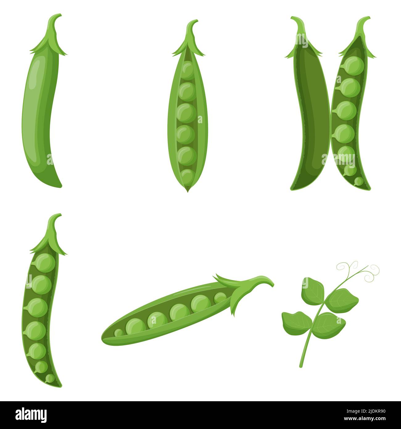 Set of peas isolated on white background. Flat vector illustration ...