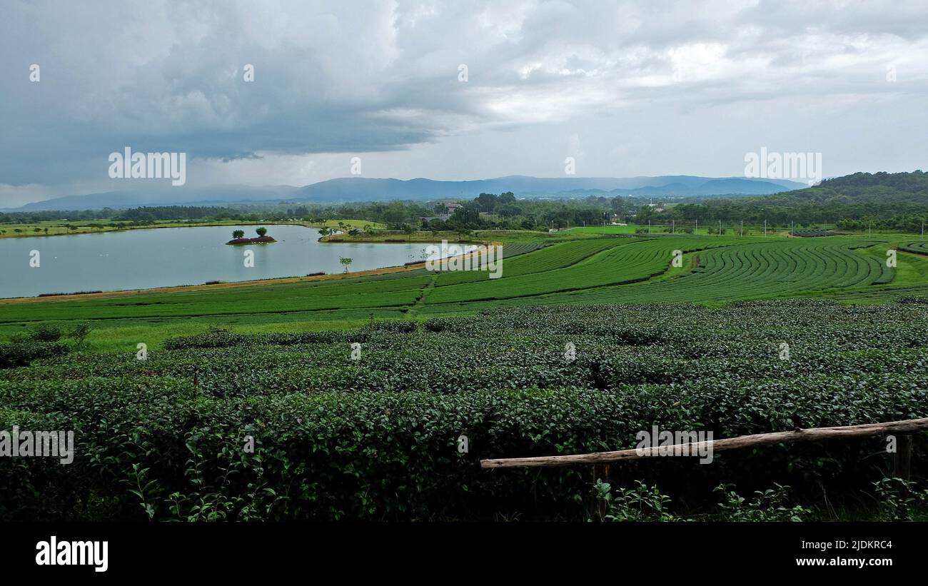 Natural landscape of green Tea Plantation Cameron field with cloudy sky ...
