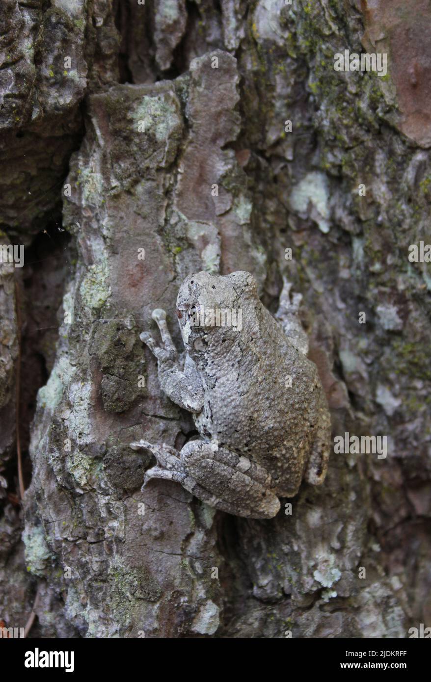 Gray Tree Frog Hyla chrysoscelis on pine tree in East Texas Stock Photo ...