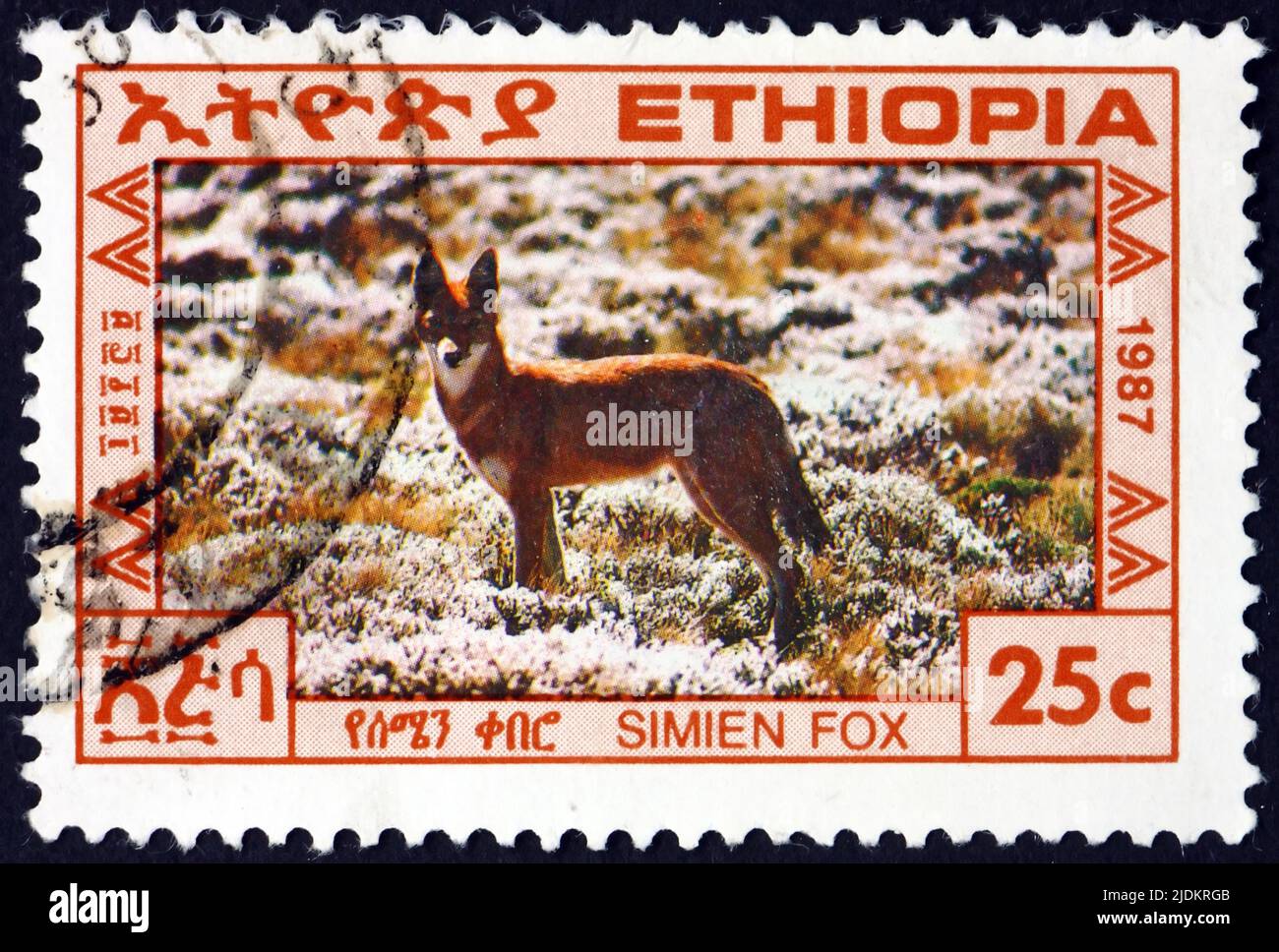 Simien fox hi-res stock photography and images - Alamy