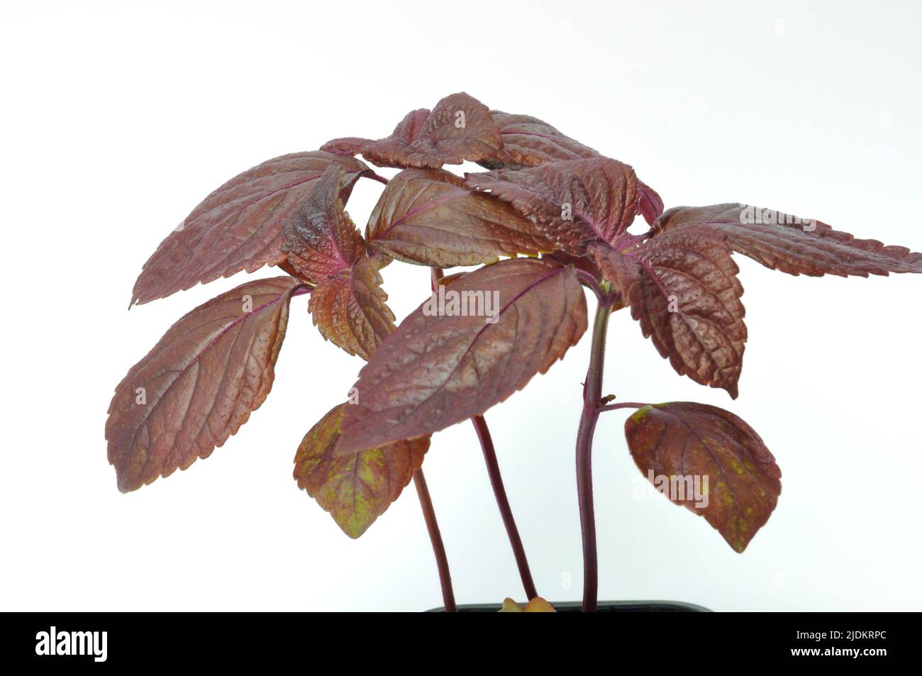 Perilla shiso on a white background Stock Photo - Alamy