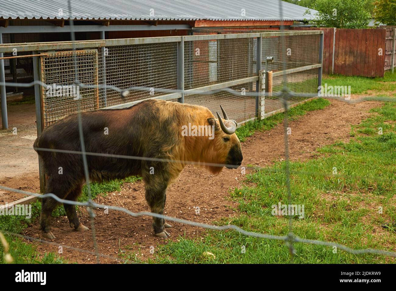 Budorcas taxicolor tibetana. Male Sichuan takin in an aviary Stock ...