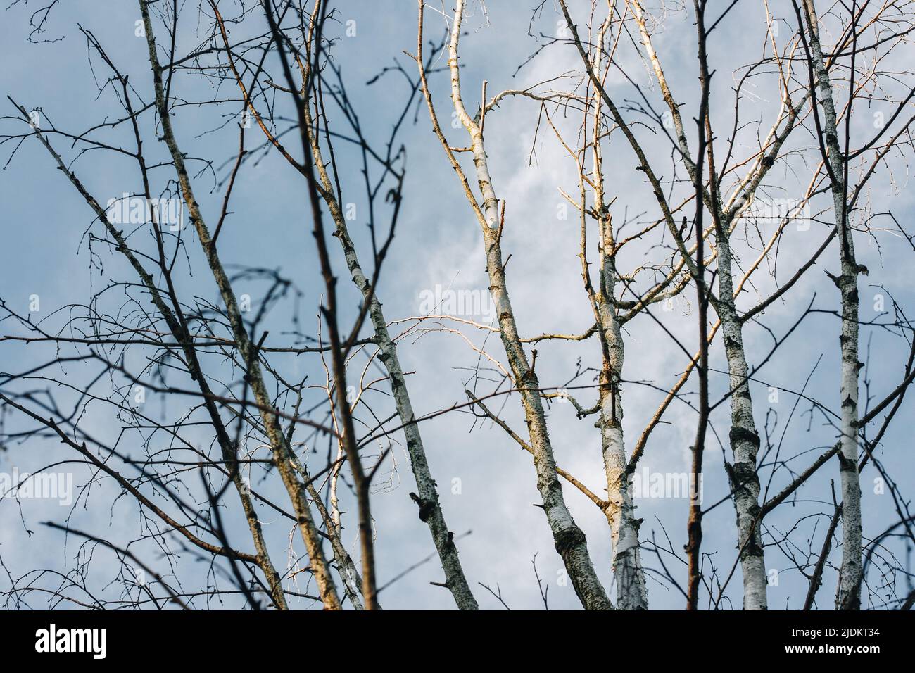 Looking up through a tree canopy into blue sky in a forest of gum trees ...