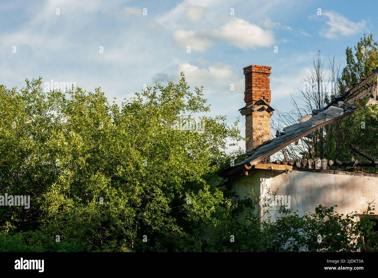 An old building in an overgrown bush forest with a burnt roof. Wood ...