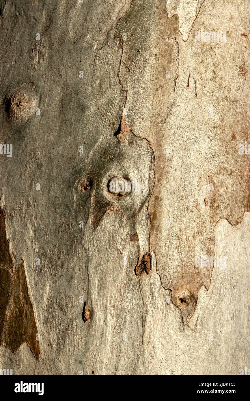 Background gumtree hi-res stock photography and images - Alamy