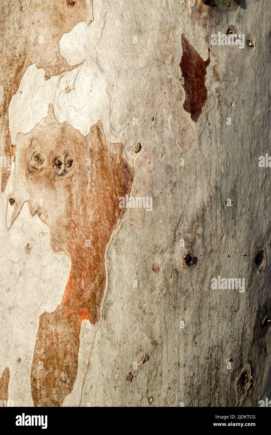 Background gumtree hi-res stock photography and images - Alamy