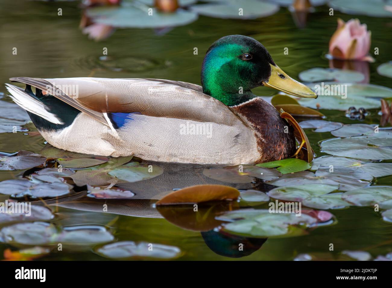 Duck in water. One male mallard duck with water lily. Wild duck. Anas ...