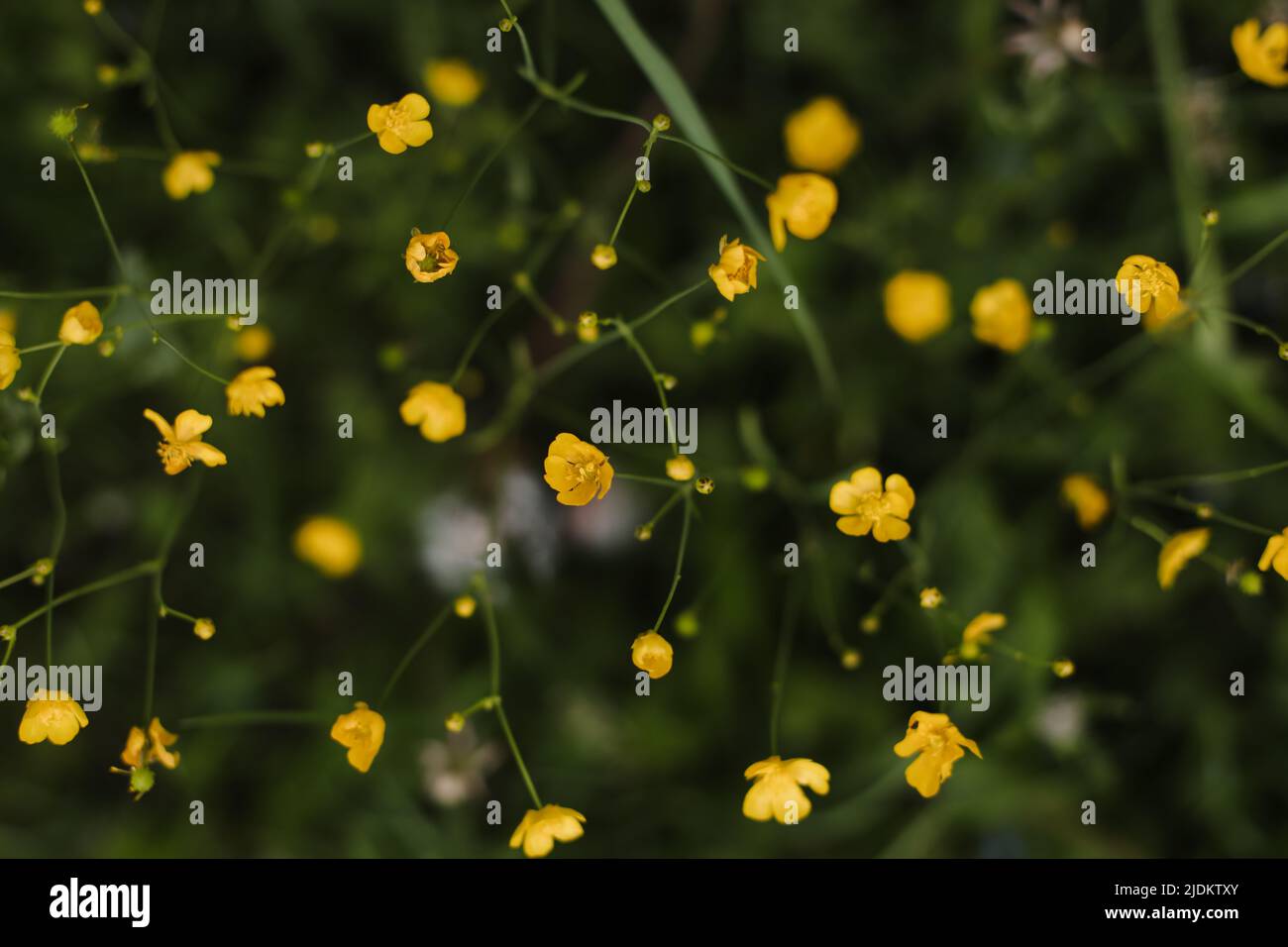 Buttercup yellow flowers in meadow on green grass background. Selective ...