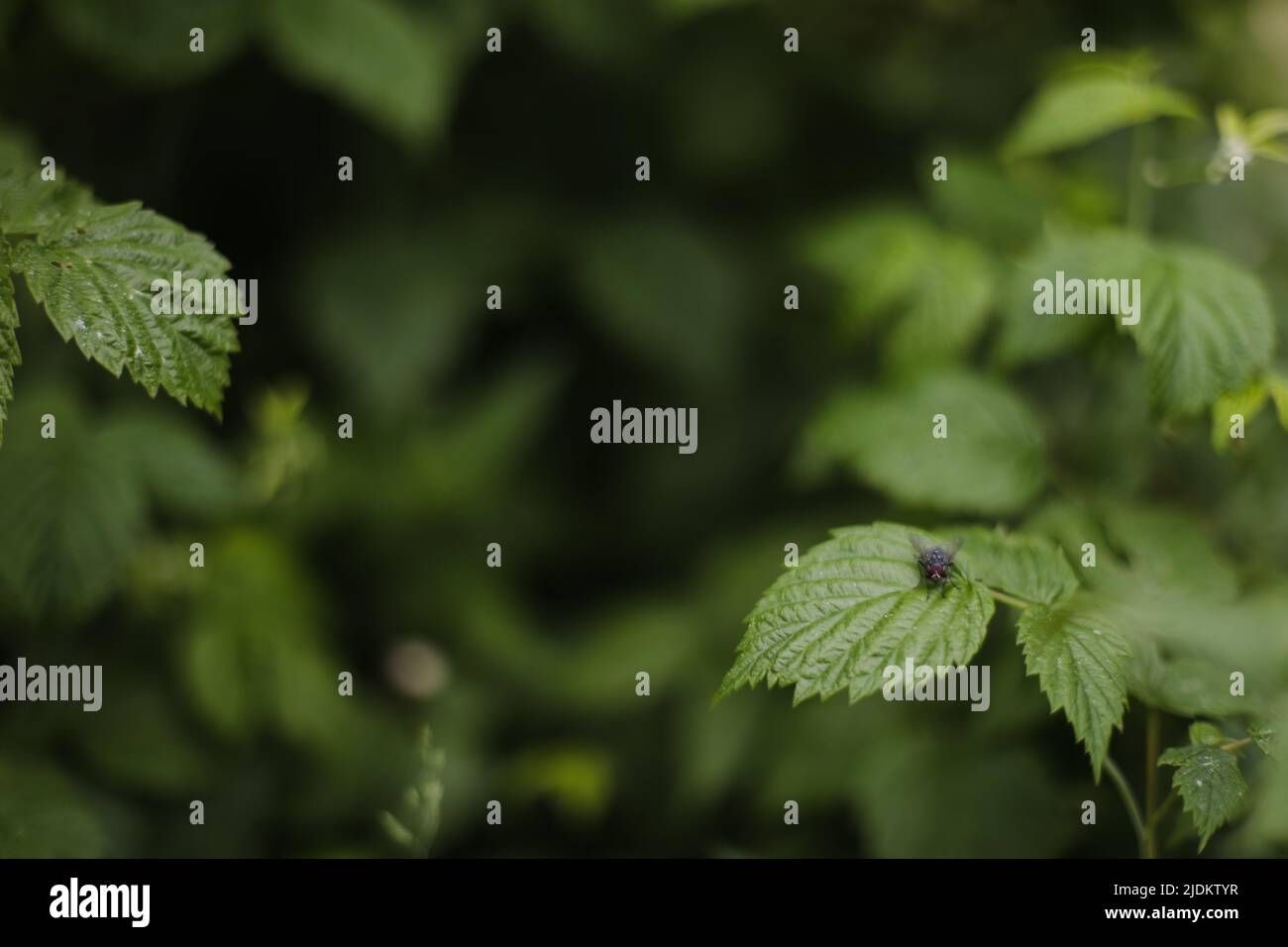 Raspberry leaves close up. Raspberries in summer in the garden without ...