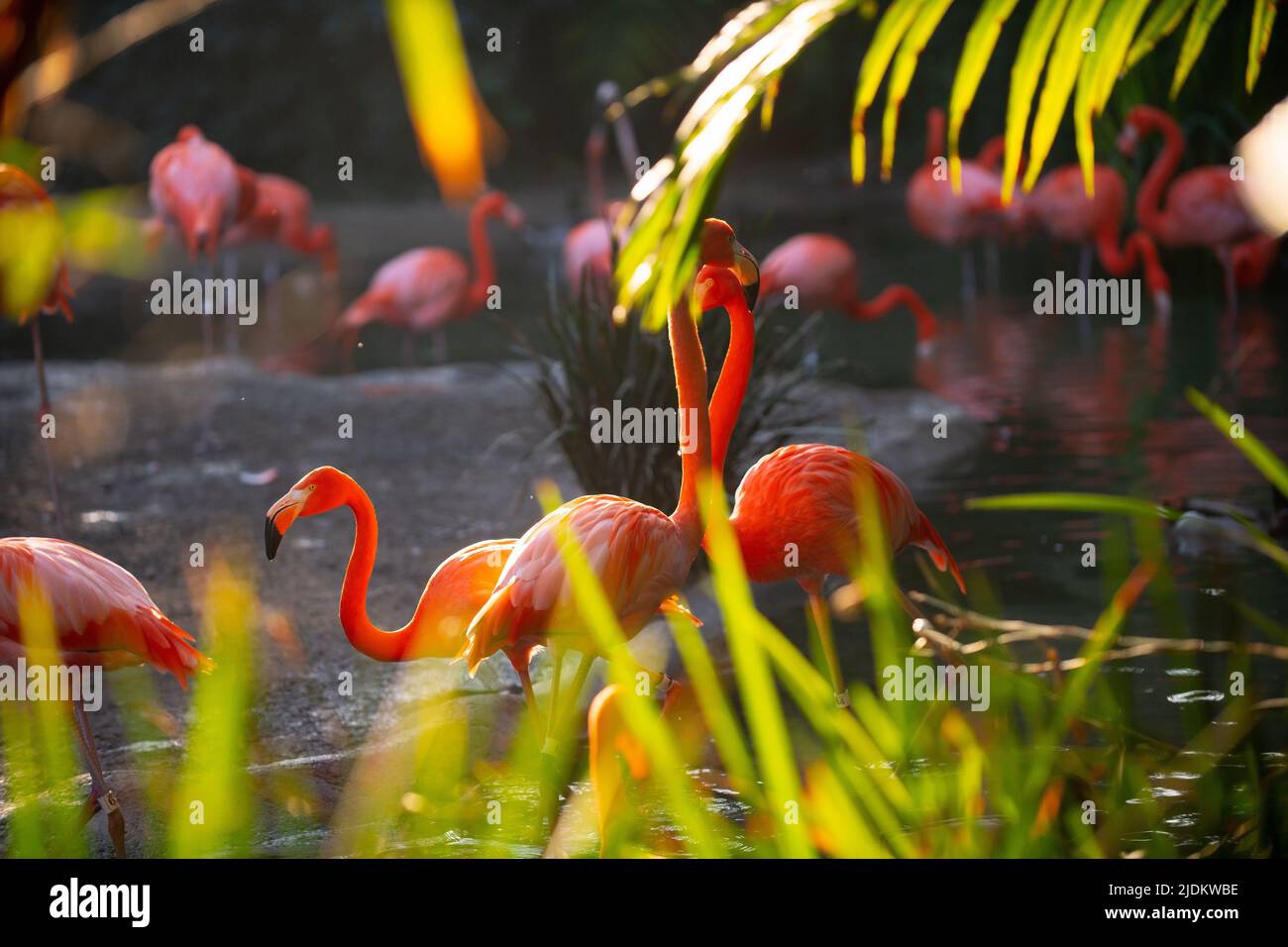 A flock of pink flamingos. Pink flamingo beauty birds. Caribbean ...