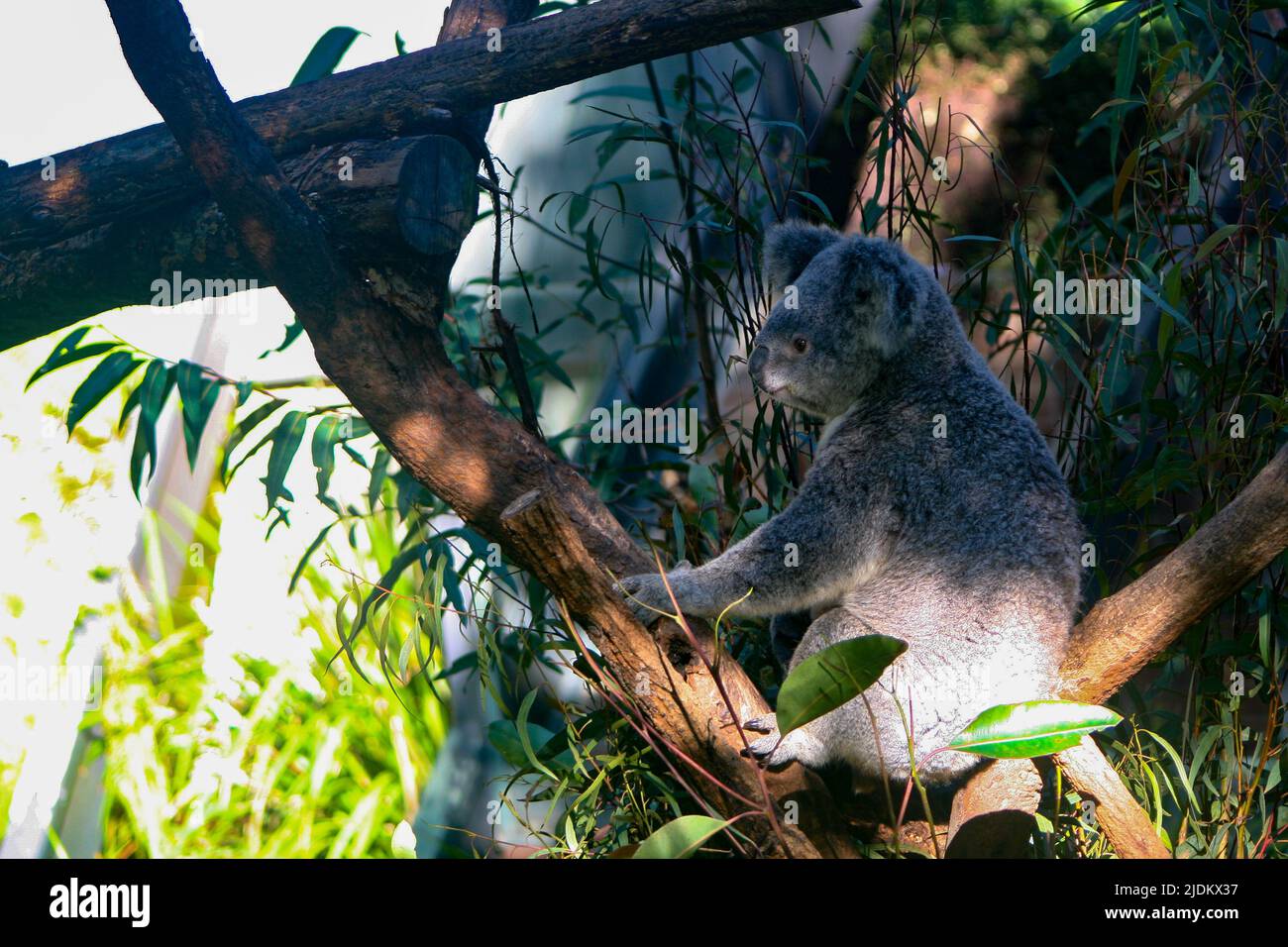 Awake Koala climbing a tree Stock Photo - Alamy