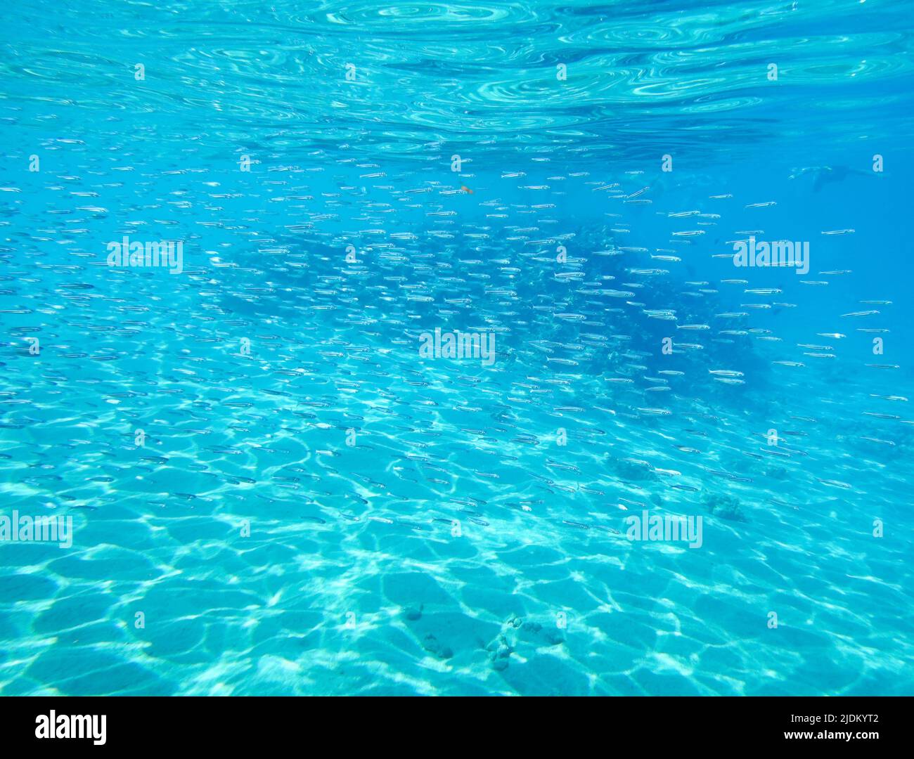 Great underwater view Stock Photo - Alamy