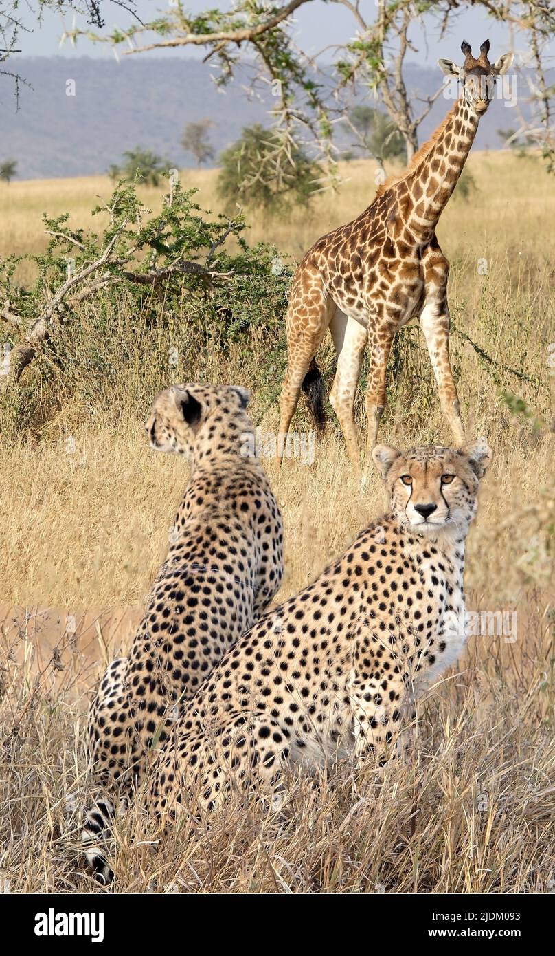 Chettah (Acinonyx jubatus) and giraffe (Giraffa camelopardalis) in the ...