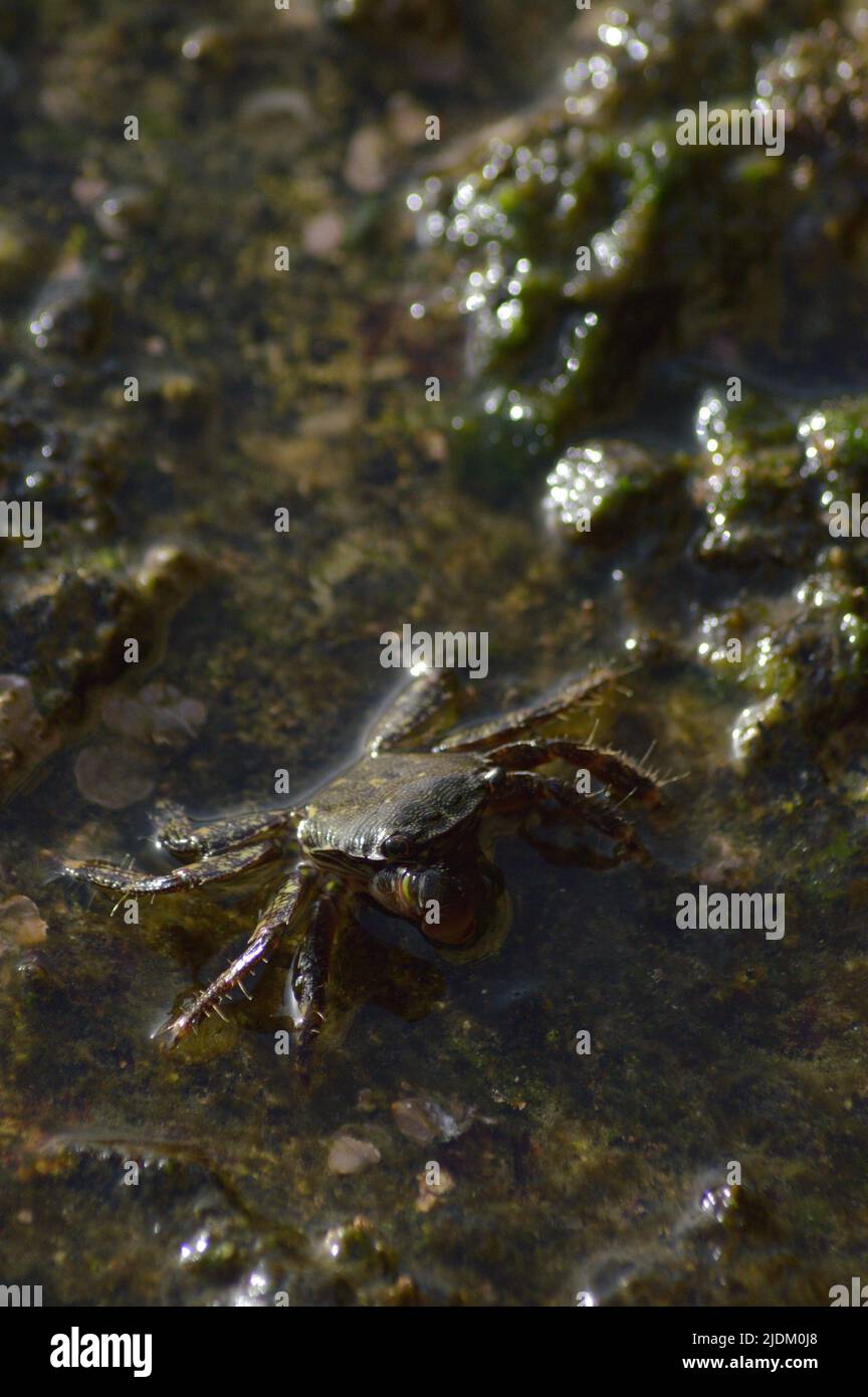Warty crab in rock eriphia hi-res stock photography and images - Alamy
