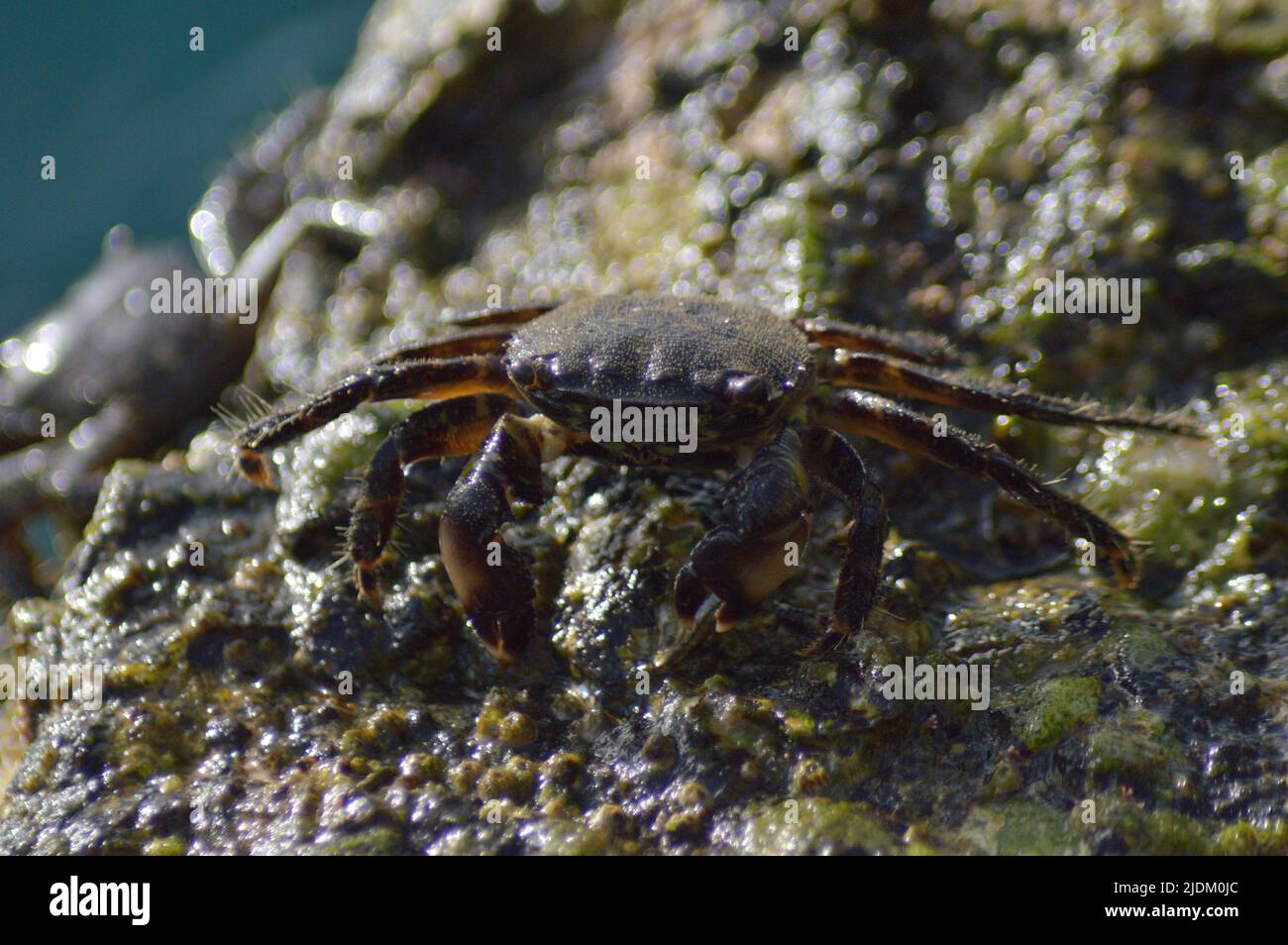 Warty crab in rock eriphia hi-res stock photography and images - Alamy