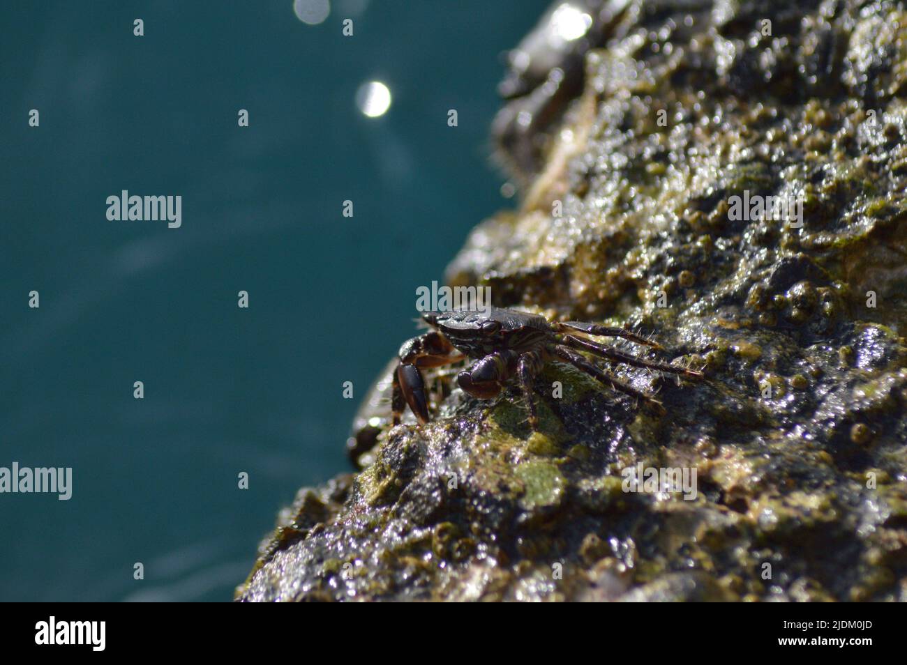 Warty crab in rock eriphia hi-res stock photography and images - Alamy