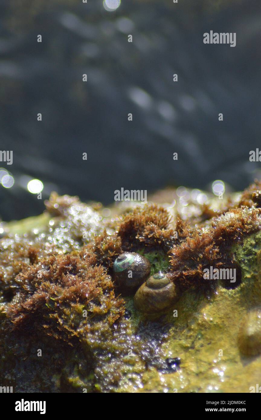 Mediterranean sea snails hi-res stock photography and images - Alamy