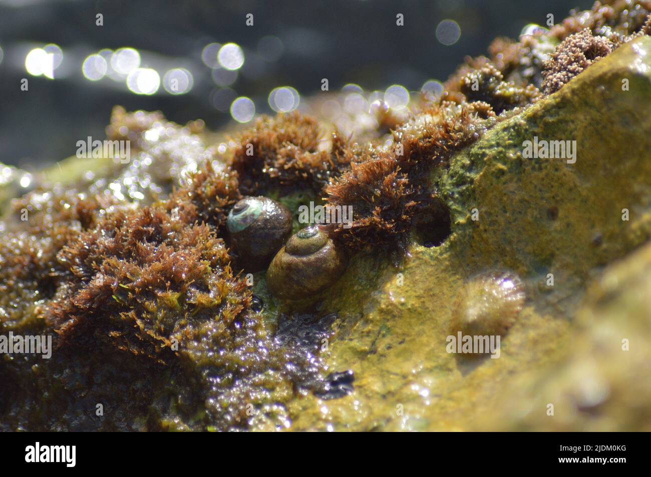 Mediterranean sea snails hi-res stock photography and images - Alamy
