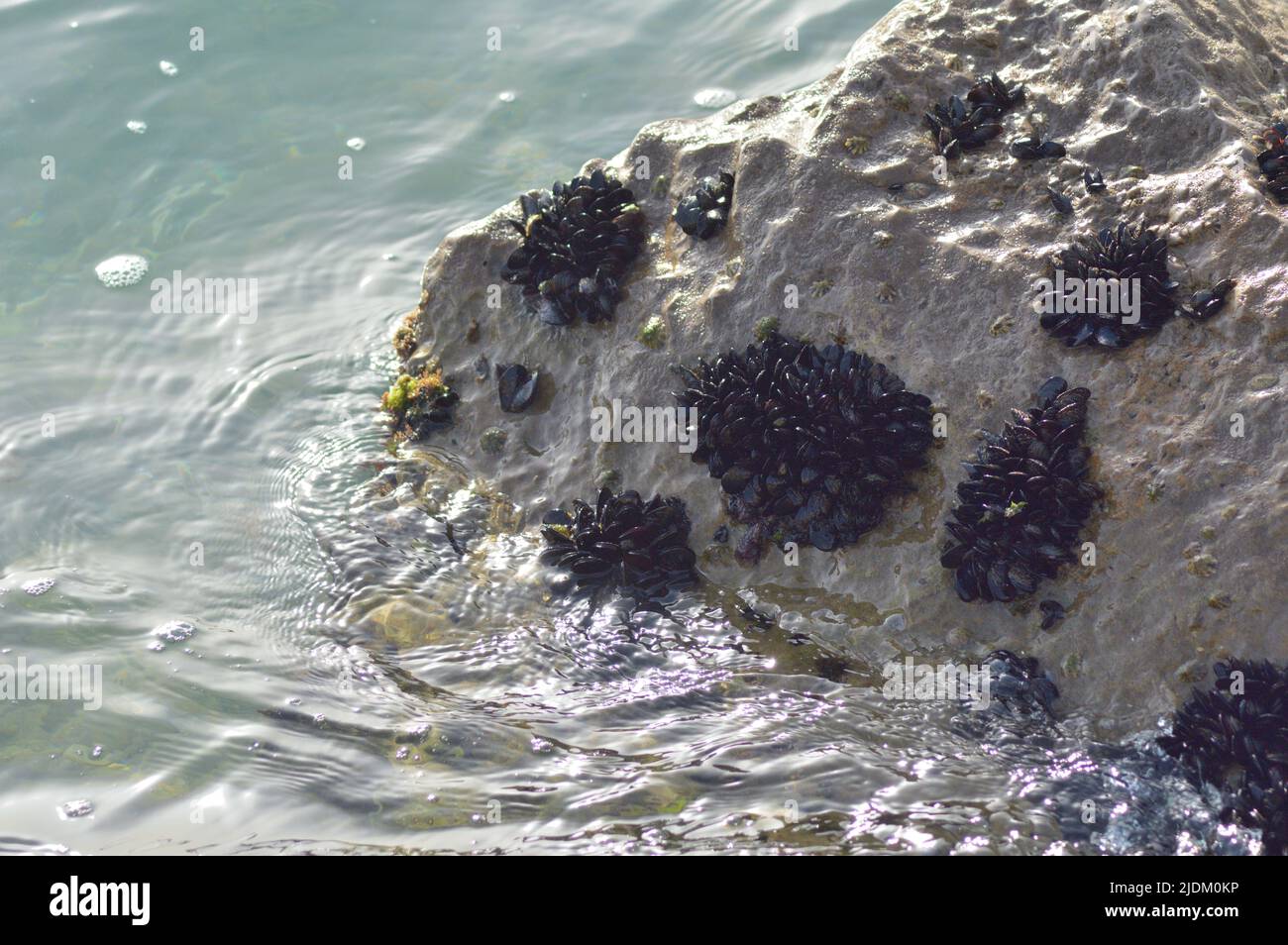 Rock small molluscs mussels colony hi-res stock photography and images ...