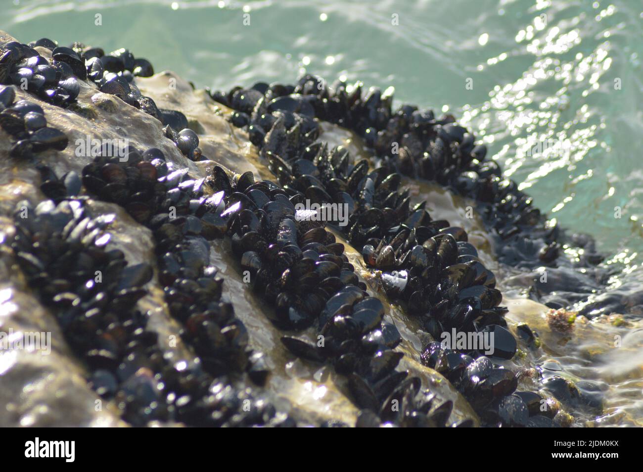 Small molluscs and mussels colony in a rock Stock Photo - Alamy
