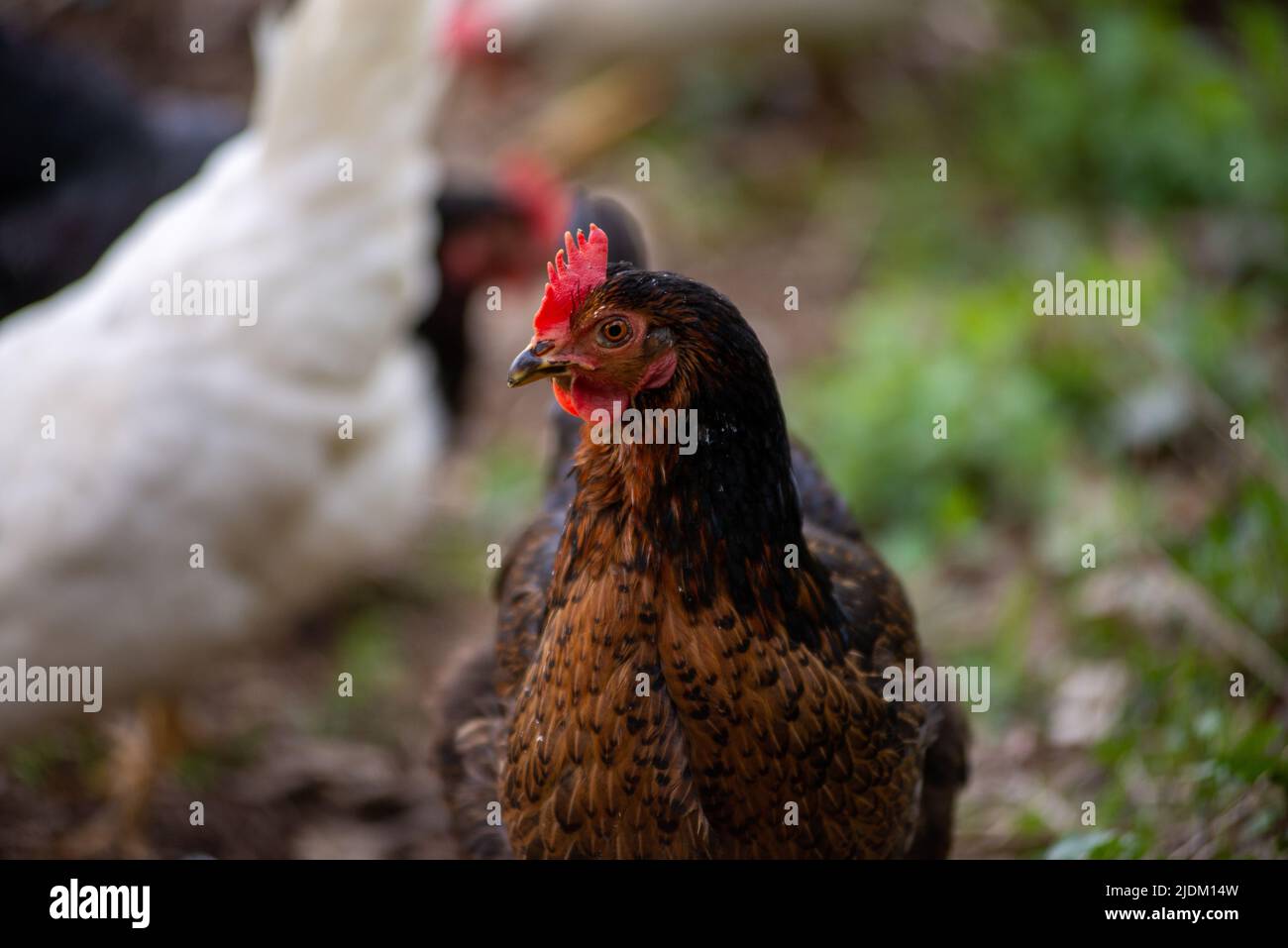 3/4 portrait of a chicken Stock Photo - Alamy