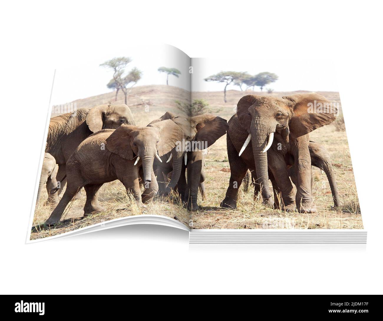 Open book with african elephants (Loxodonta africana) in the african ...