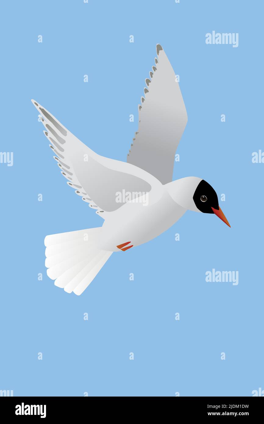 Black headed gull wings Stock Vector Images - Alamy