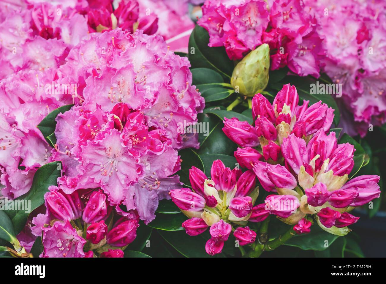 Rhododendron blooming flowers in the spring garden. Beautiful pink ...