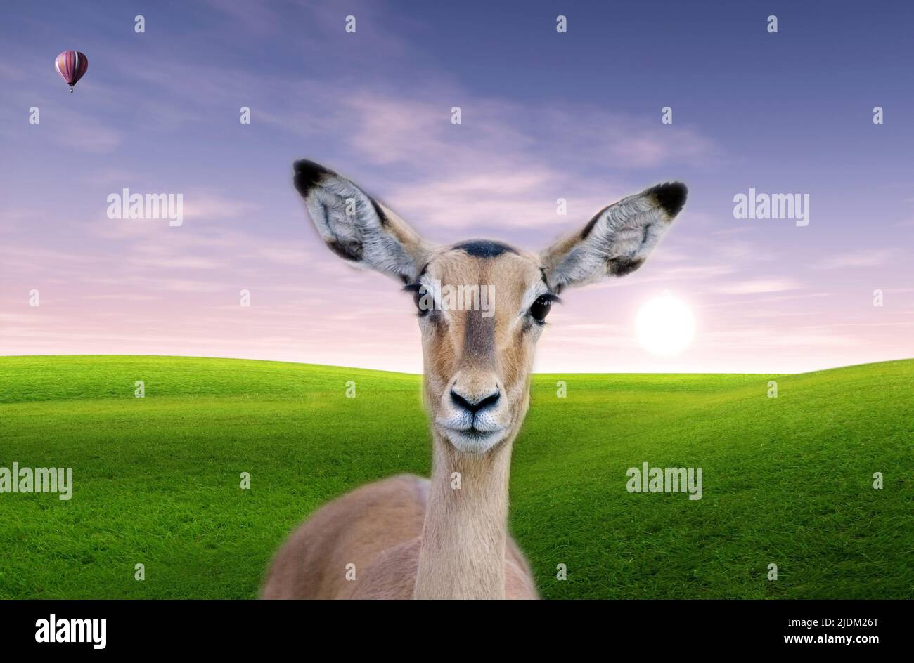 Female impala (Aepiceros Melampus) is in the savanna with hot ai ...