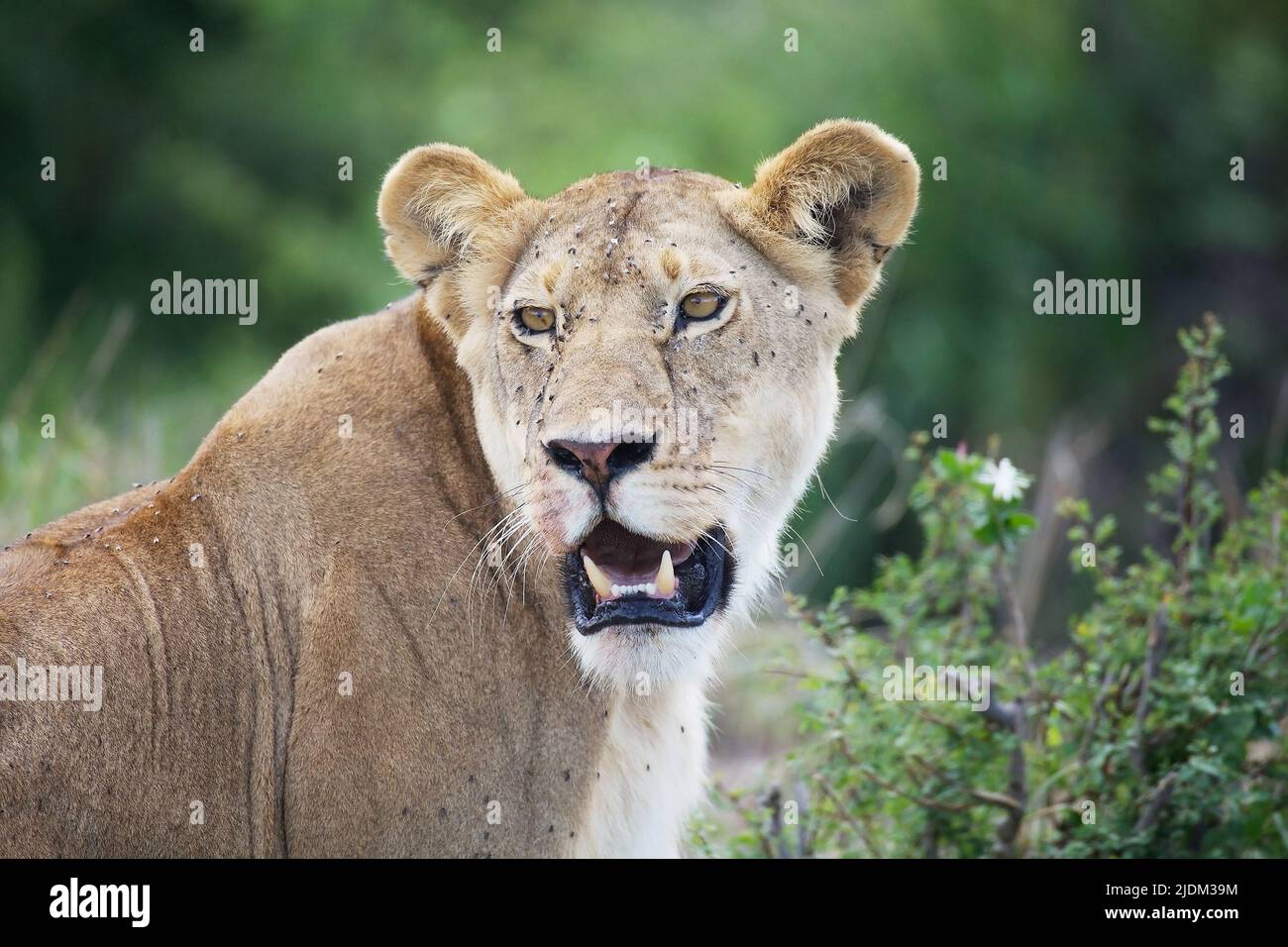 African lioness (Panthera leo). Animal in the wild Stock Photo - Alamy