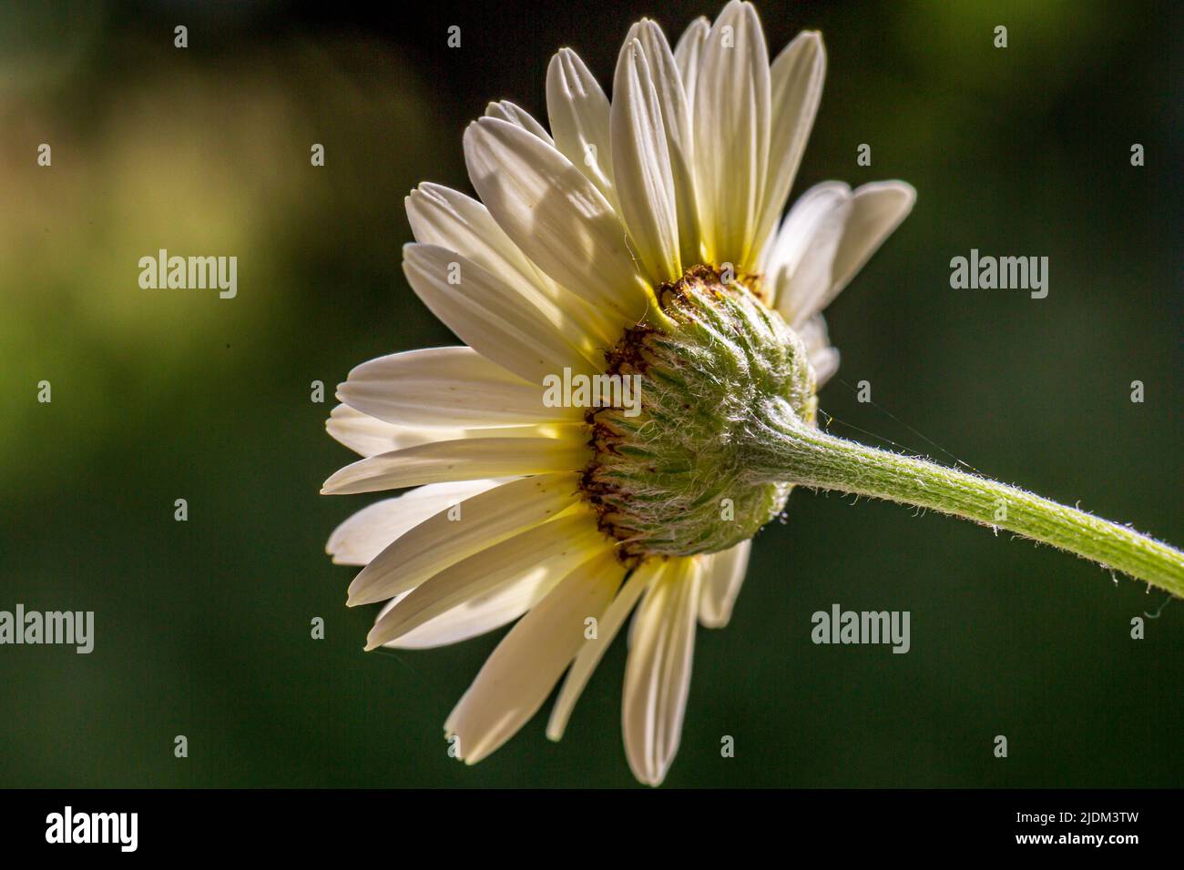 Underneath daisy flower hi-res stock photography and images - Alamy