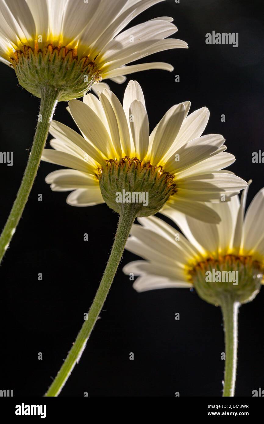 Daisy low angle view hi-res stock photography and images - Alamy
