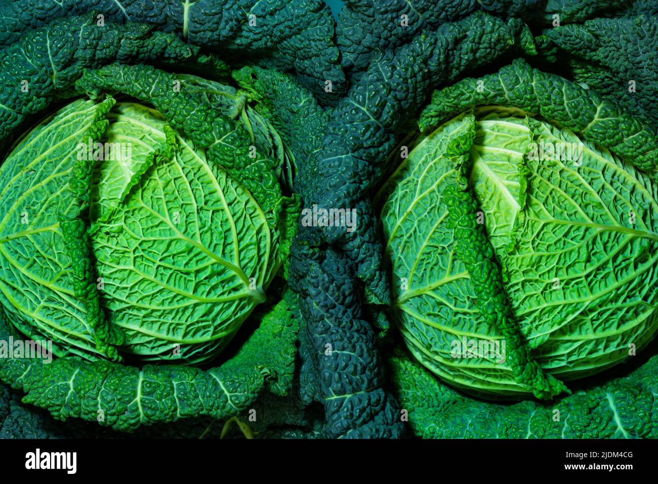 Two savoy cabbage heads close-up with details from above Stock Photo ...