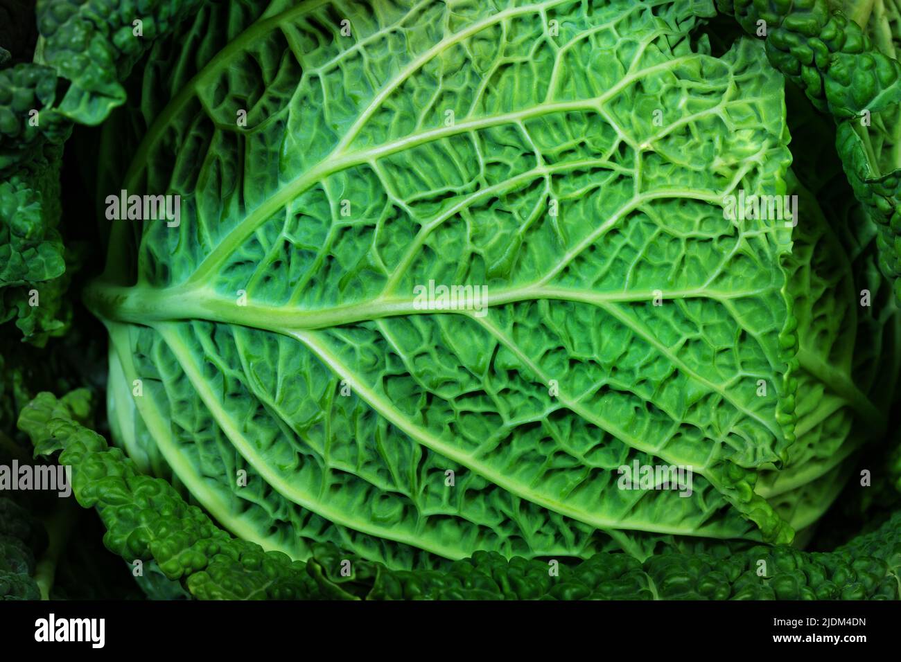 Savoy cabbage extreme close hi-res stock photography and images - Alamy